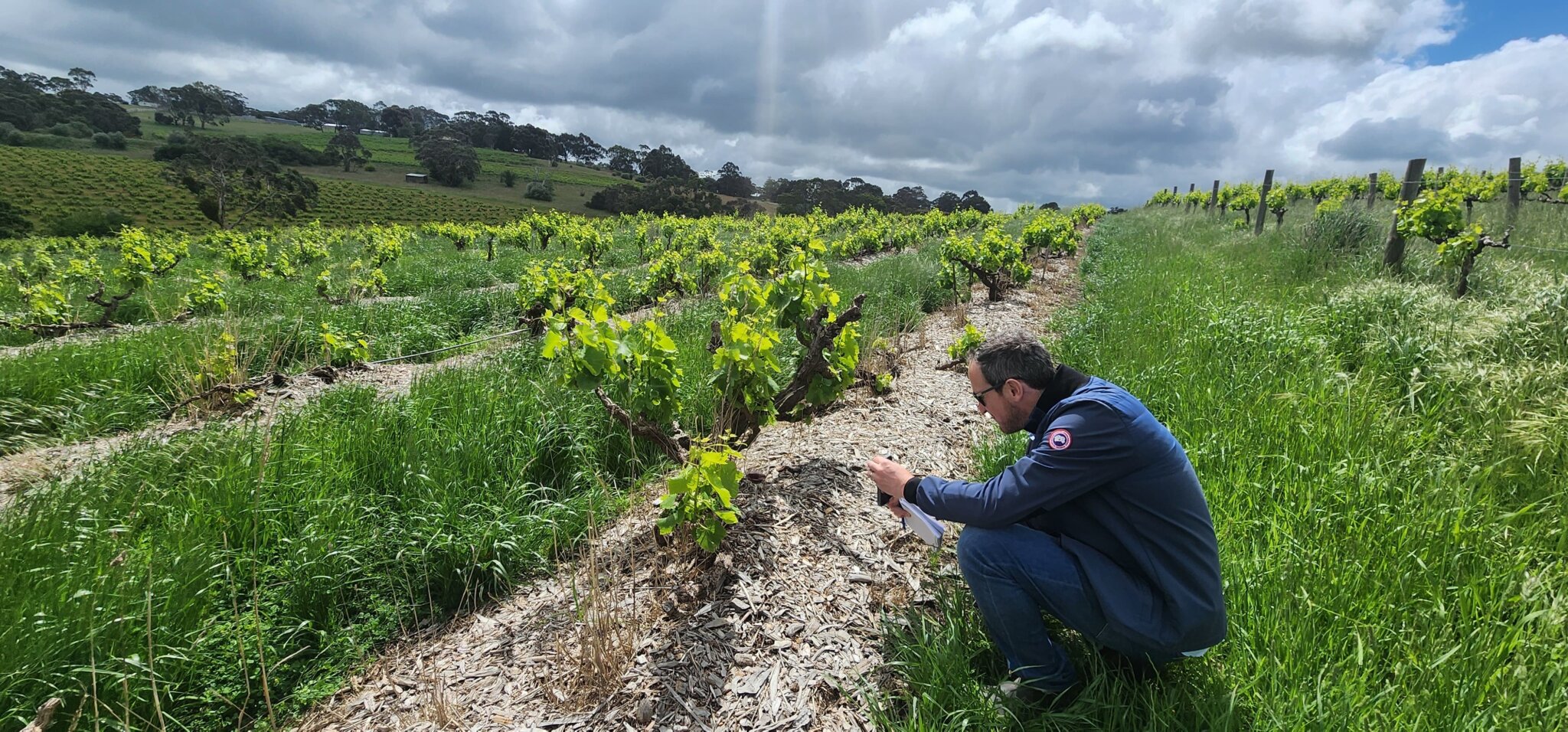 McLaren Vale - The Grenaissance, Wine Blast podcast