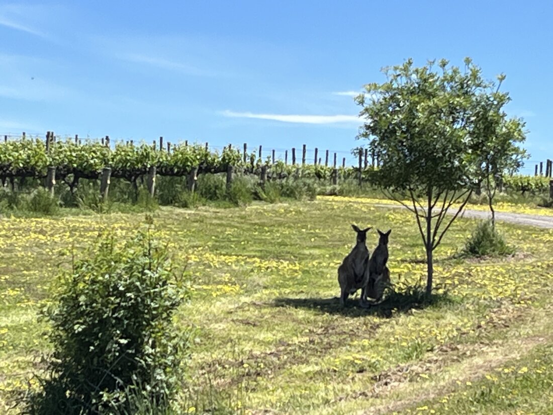 McLaren Vale - Boxer to Ballerina (via Burlesque), Wine Blast